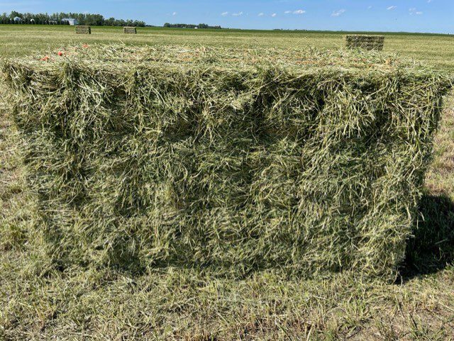 Small Square Hay Bales Bundled - Haybusters Hay & Straw